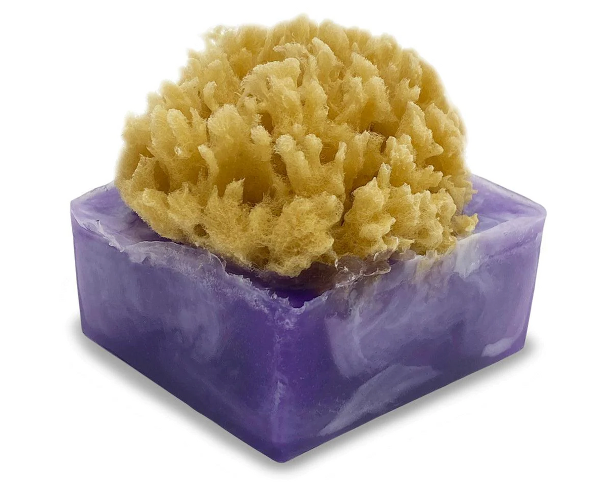 SpongeBar– Plunkett's Hallmark